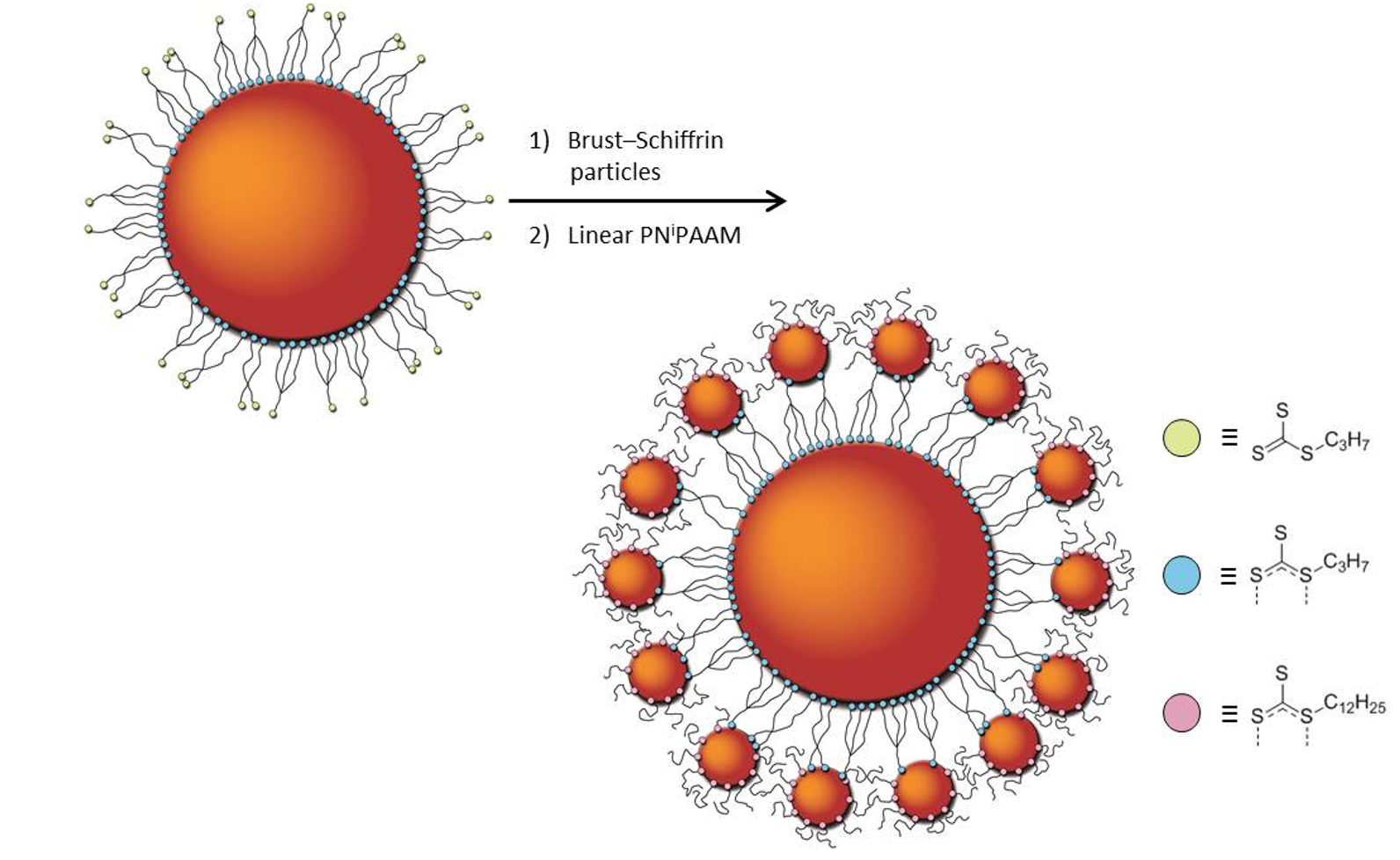 Research – Polymers and Nanoparticles – Welcome to MMC Group